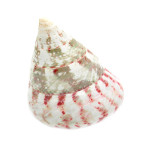 Sea Creations – Port Jefferson Harbor’s Premiere Souvenir Shop